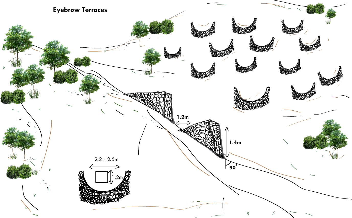 6. Dimensions and spacing of eyebrow terraces and stone strips – Green ...